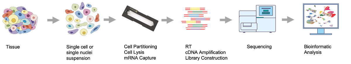 Illumina | 10x Genomics Chromium 3’ Gene Expression (Dual Index) data…