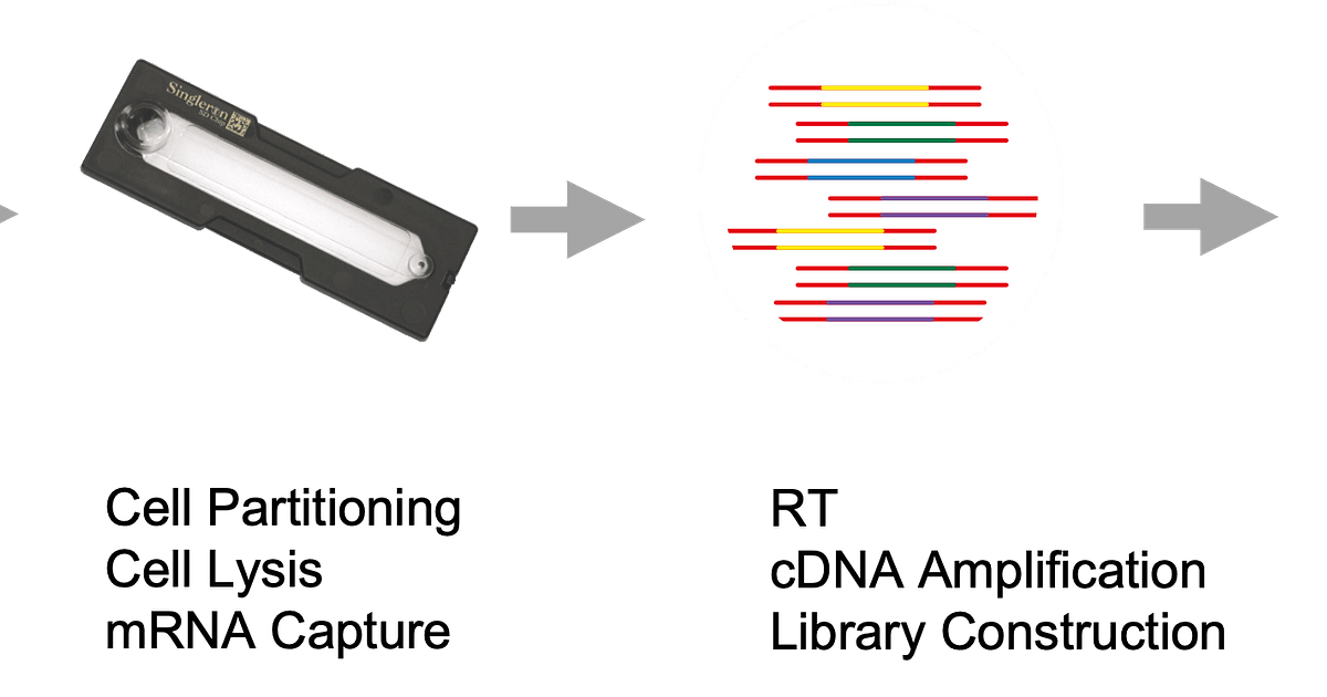 Illumina | Singleron GEXSCOPE® Single Cell RNA-seq Data Now Available…